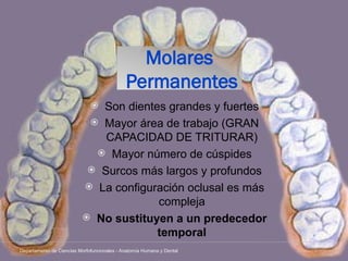 Molares Superiores anatomia dental humana | PPT