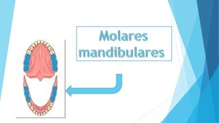 Molares y premolares mandibulares | PPTX