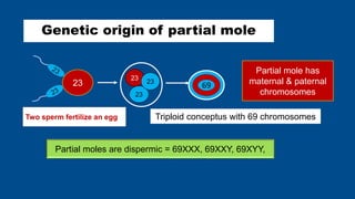 molar for class.pptx