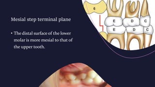 Molar relationship pedo | PPTX