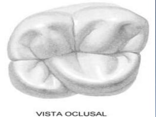 Primer molar superior | PPTX