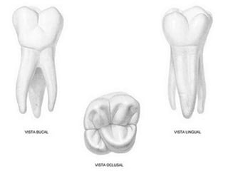 Primer molar superior | PPTX