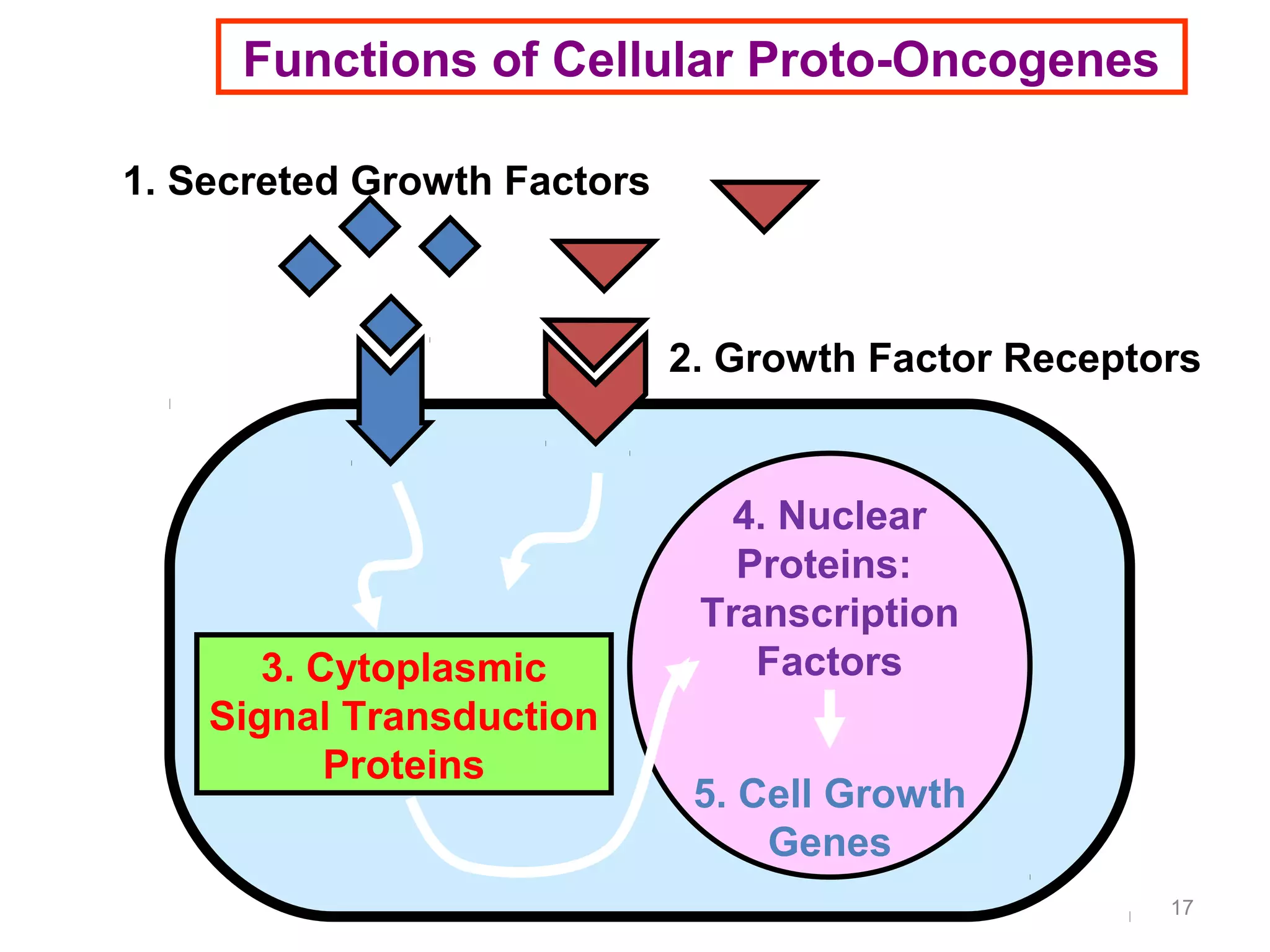 Molecular basis of Cancer | PPT