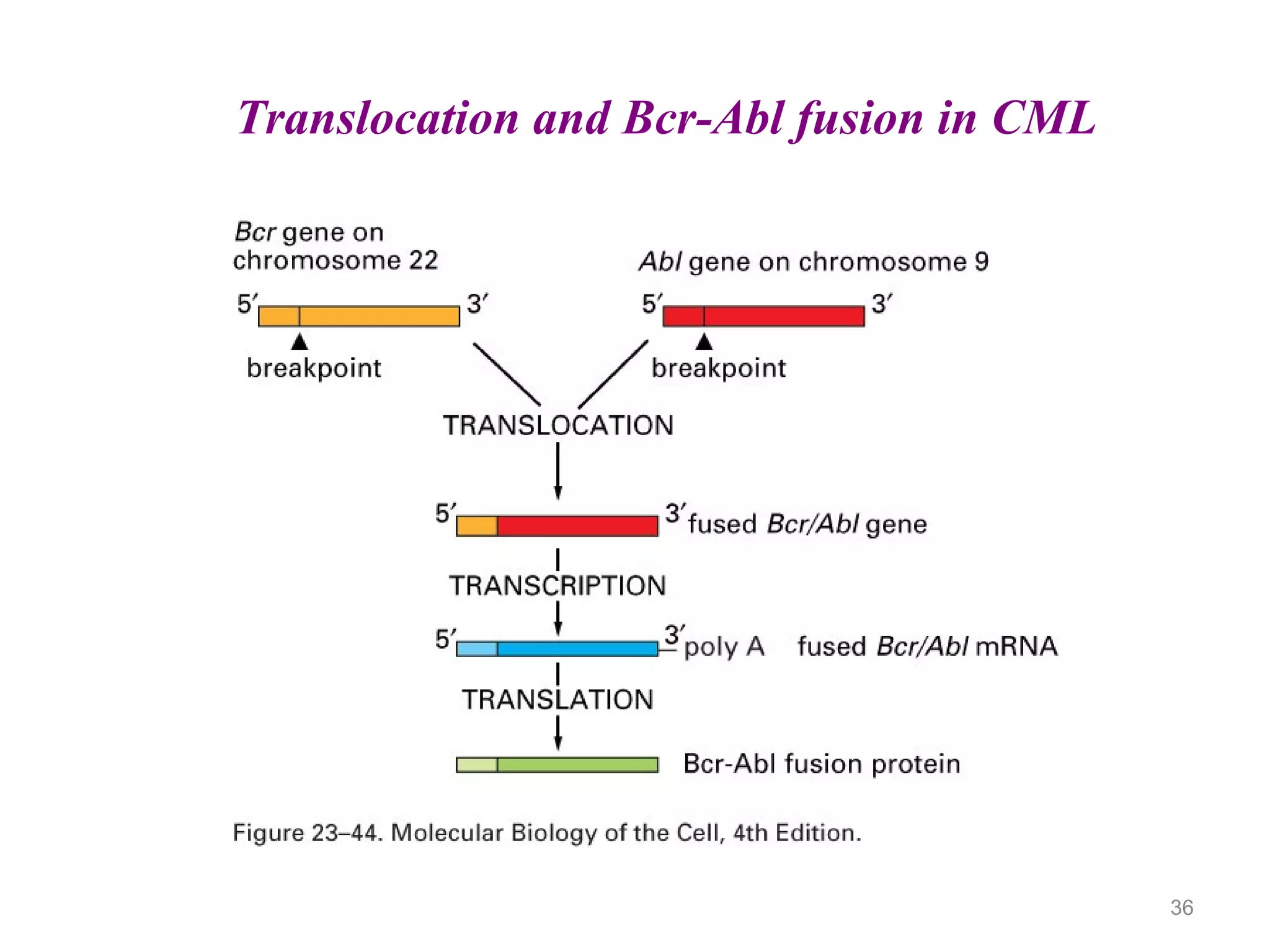Molecular basis of Cancer | PPT
