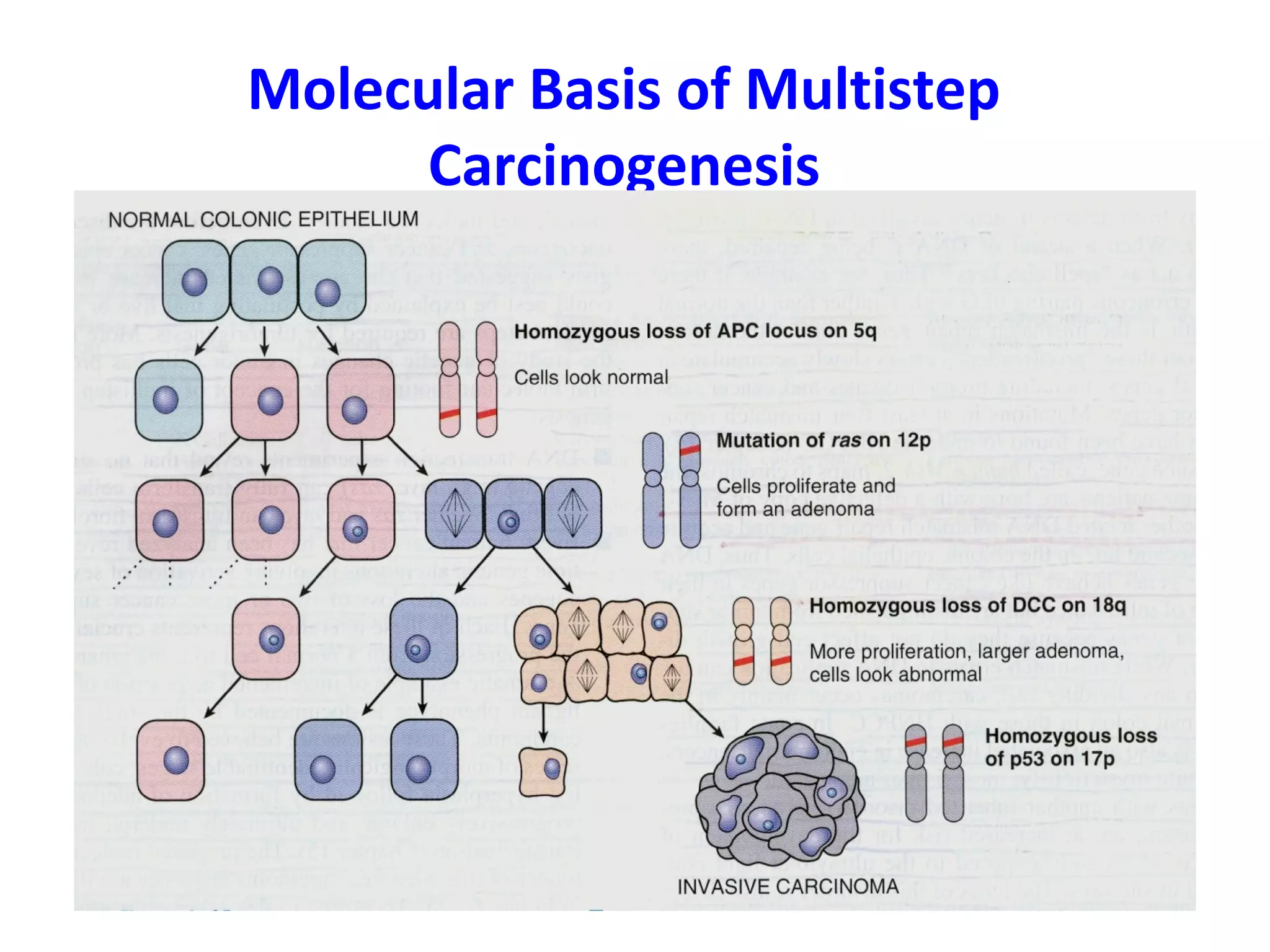 Molecular basis of Cancer | PPT