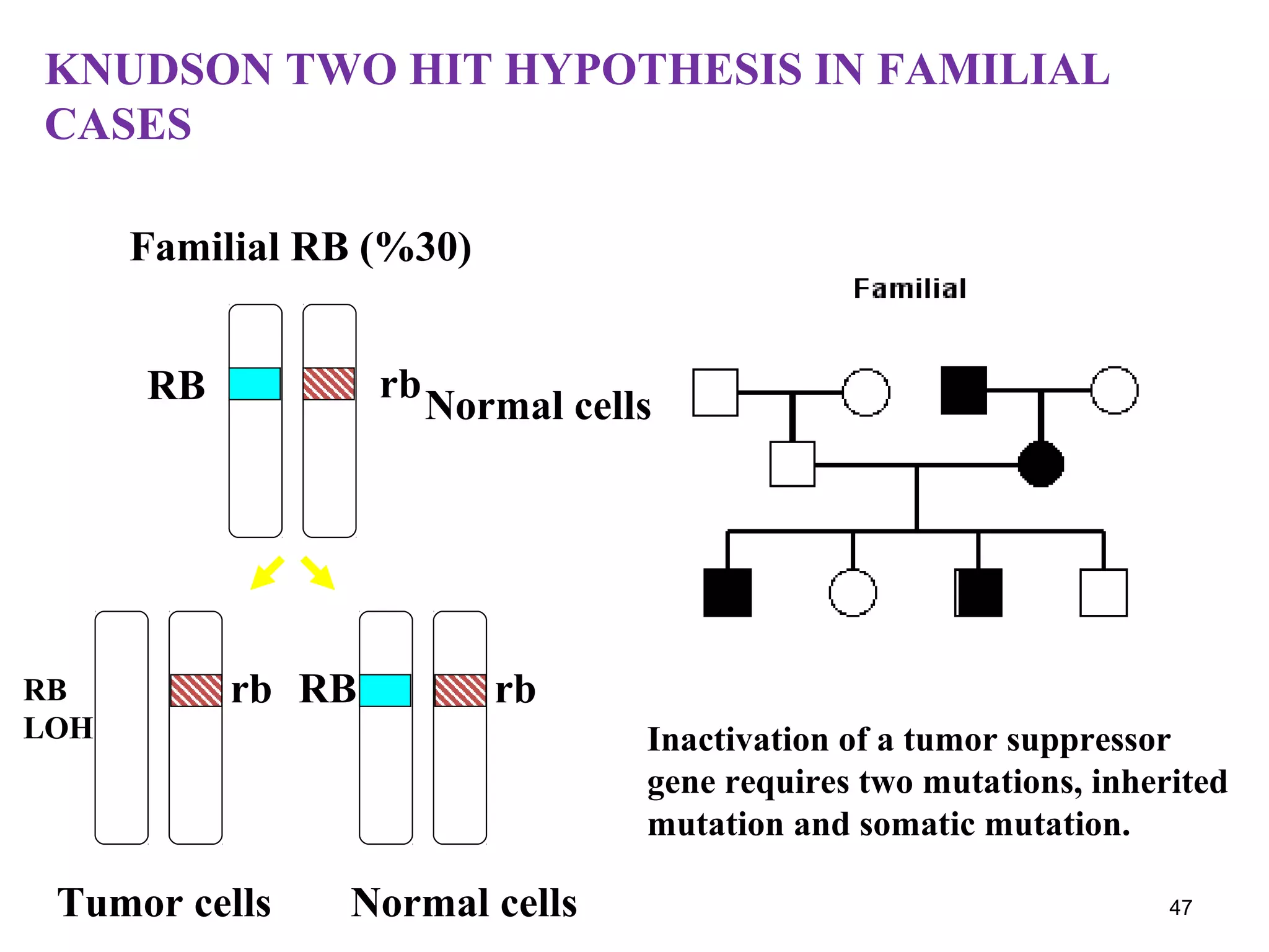 Molecular basis of Cancer | PPT | Cancer | Diseases and Conditions