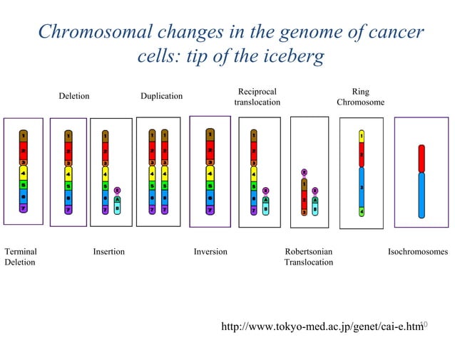 Molecular basis of Cancer | PPT | Cancer | Diseases and Conditions