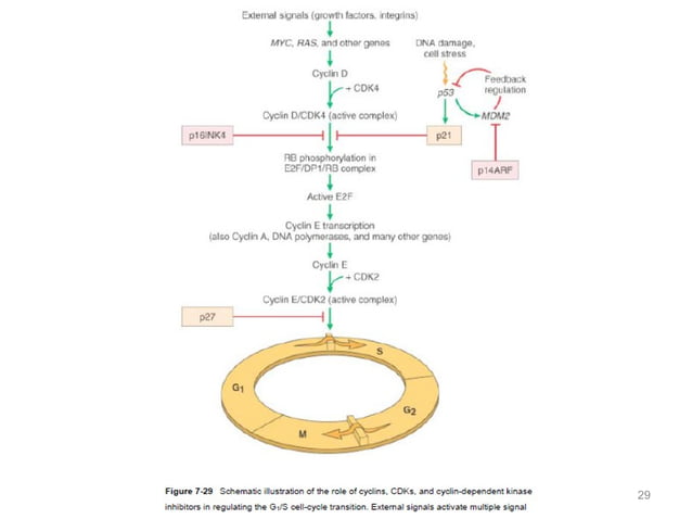 Molecular basis of Cancer | PPT | Cancer | Diseases and Conditions