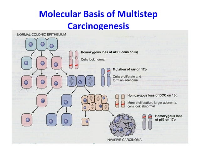 Molecular basis of Cancer | PPT | Cancer | Diseases and Conditions
