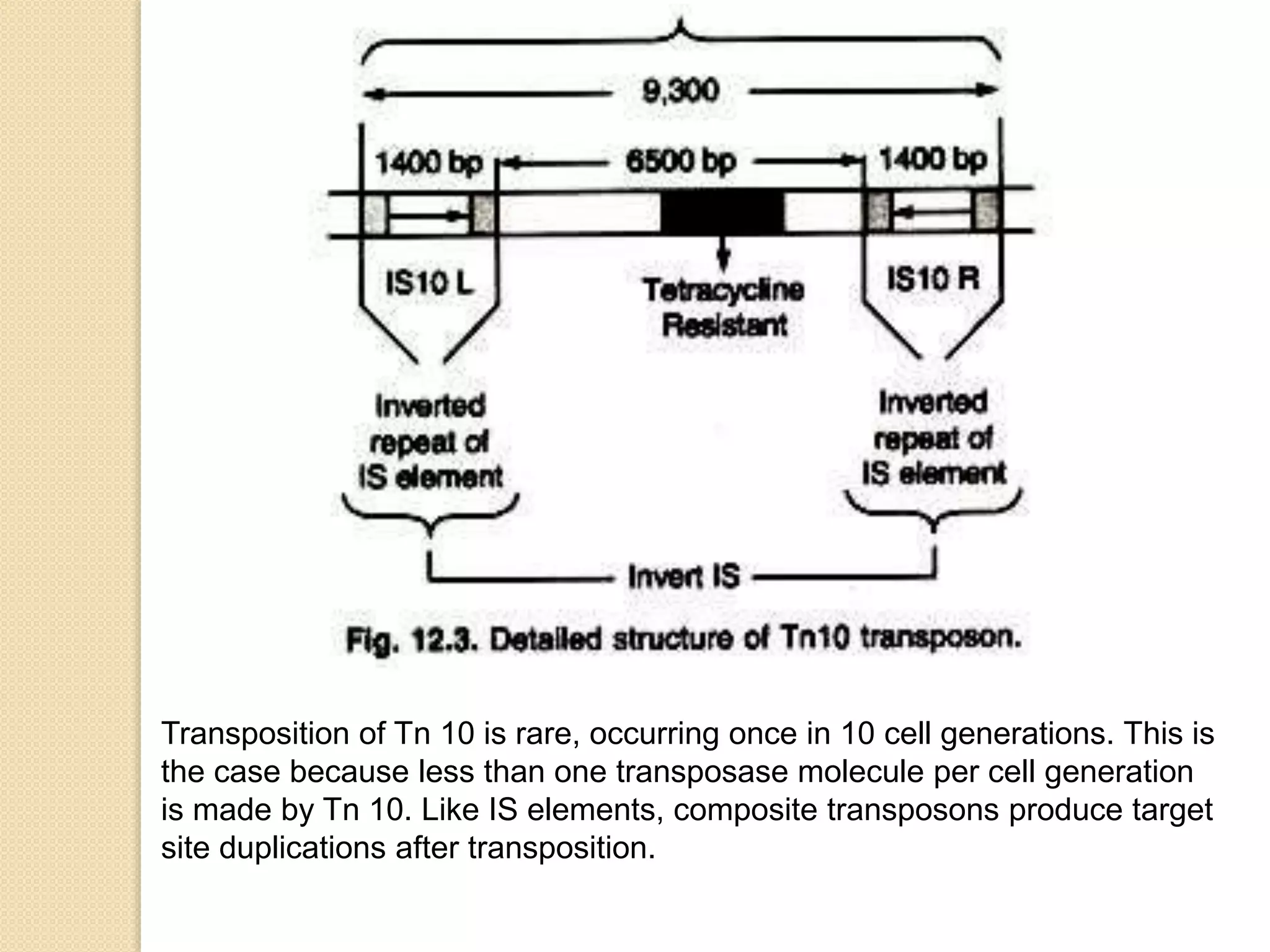 transposons | PPTX