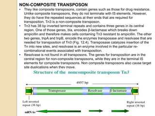 transposons | PPTX
