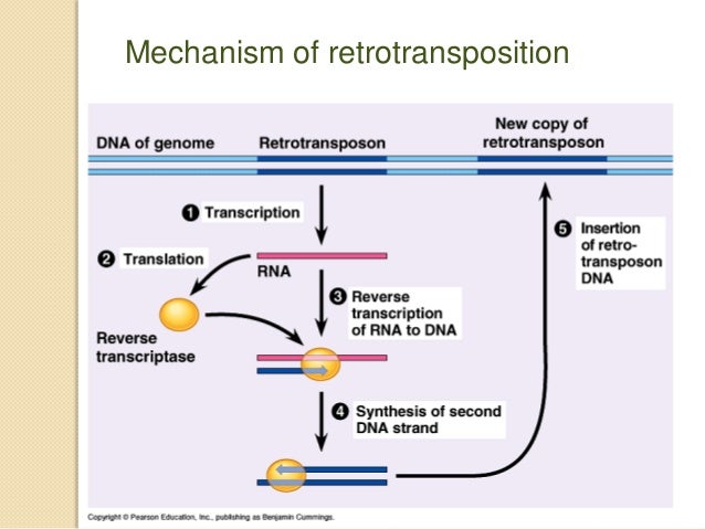 transposons