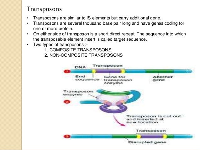 transposons