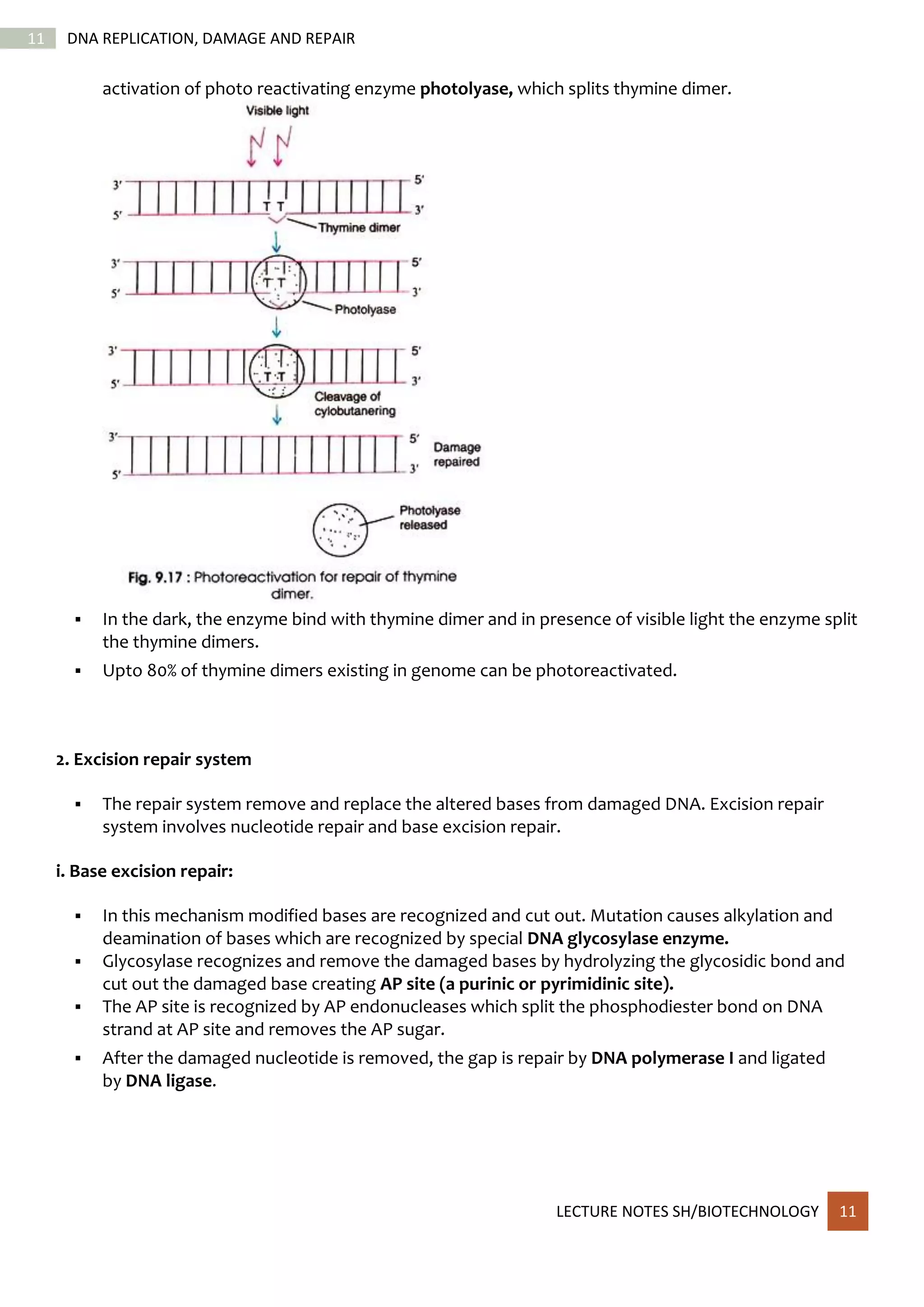 DNA REPLICATION DAMAGE AND REPAIR | PDF