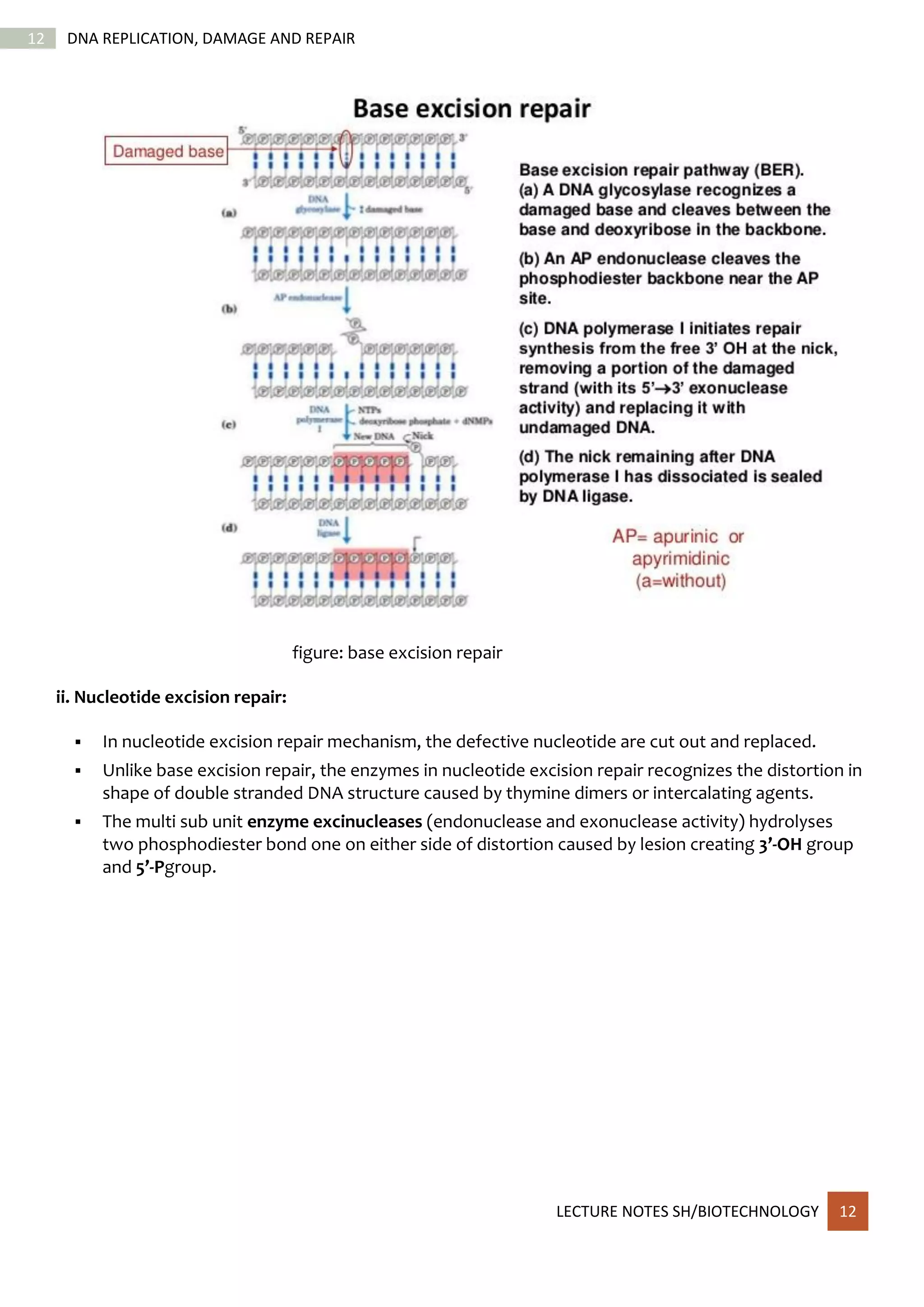 DNA REPLICATION DAMAGE AND REPAIR | PDF