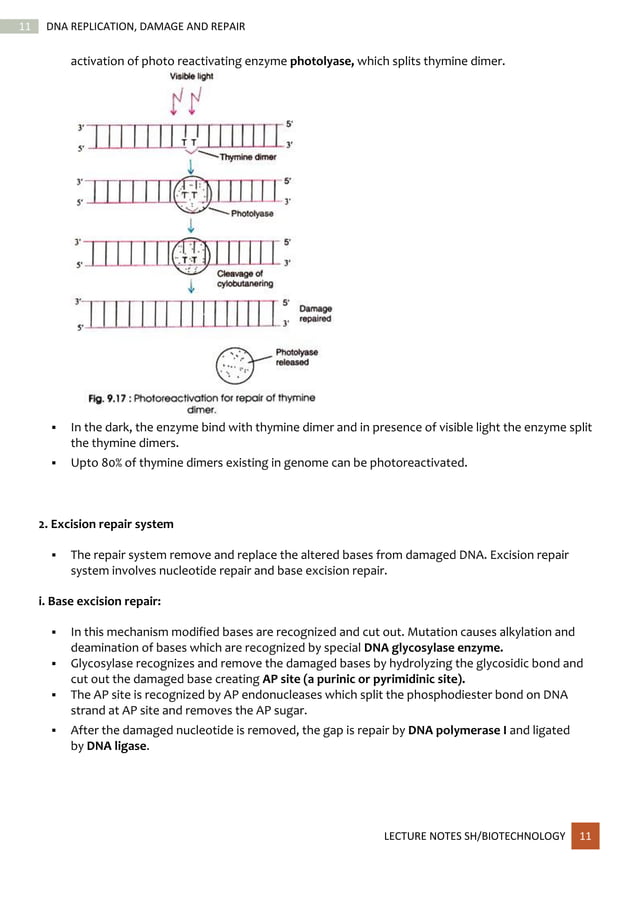 DNA REPLICATION DAMAGE AND REPAIR | PDF