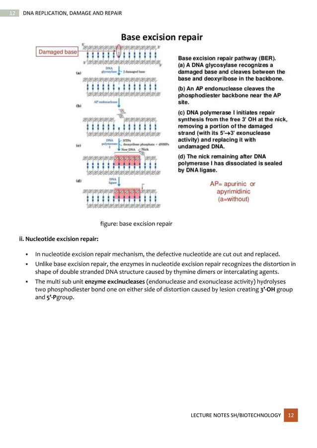 DNA REPLICATION DAMAGE AND REPAIR | PDF