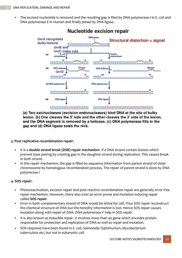 DNA REPLICATION DAMAGE AND REPAIR | PDF