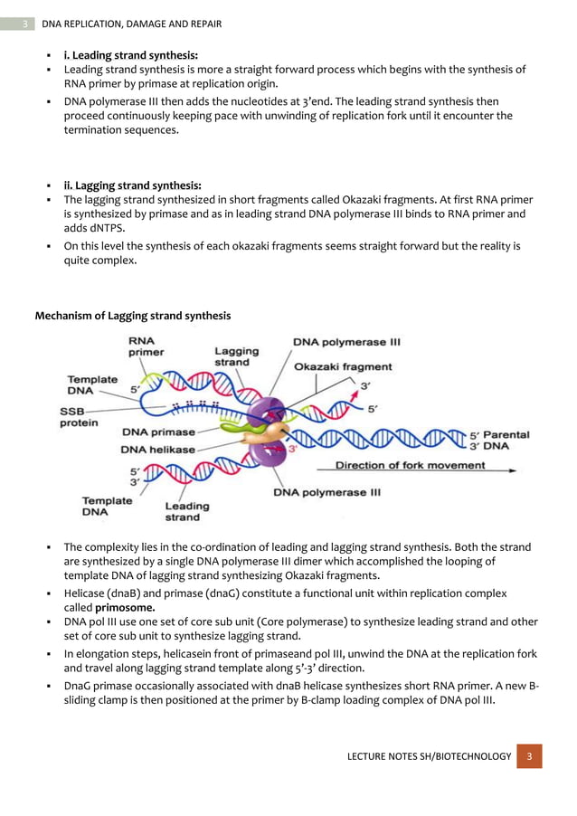 DNA REPLICATION DAMAGE AND REPAIR | PDF