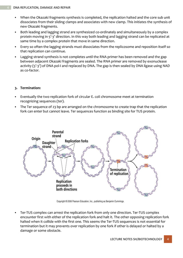 DNA REPLICATION DAMAGE AND REPAIR | PDF