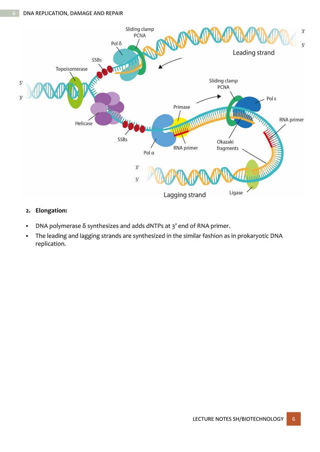 DNA REPLICATION DAMAGE AND REPAIR | PDF