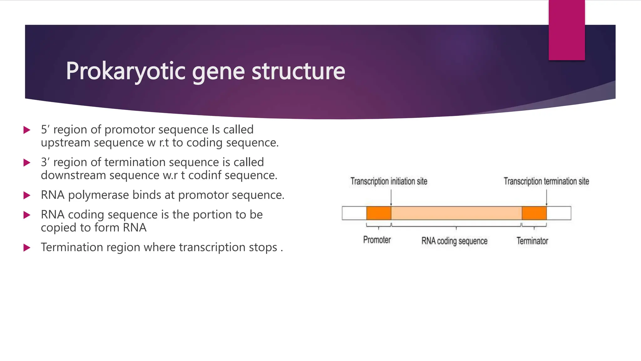 Transcription in Prokaryotes | PPTX