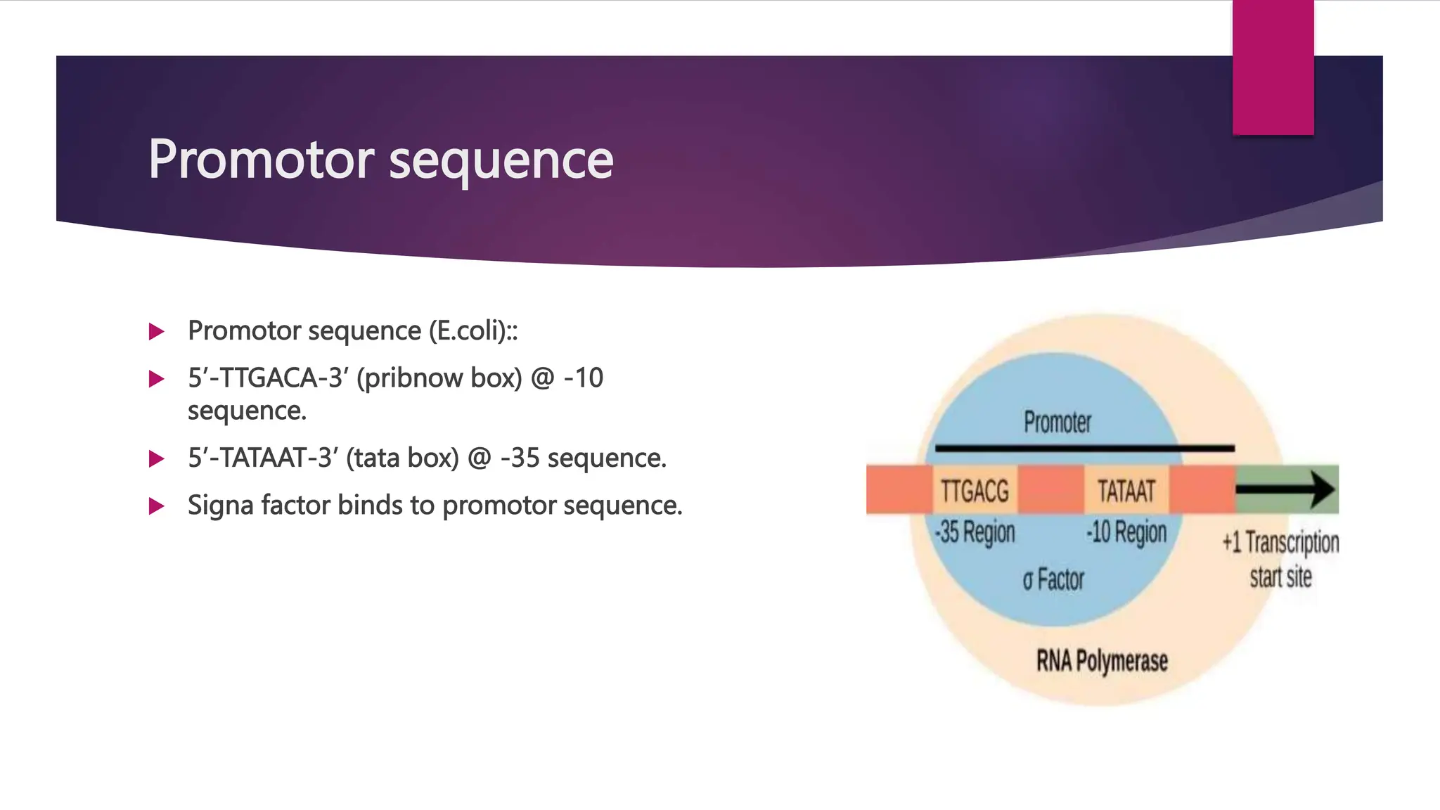 Transcription in Prokaryotes | PPTX