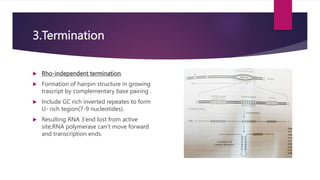 Transcription in Prokaryotes | PPTX