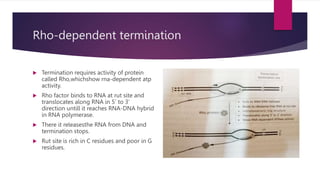 Transcription in Prokaryotes | PPTX