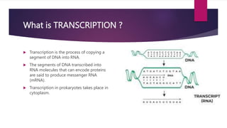 Transcription in Prokaryotes | PPTX