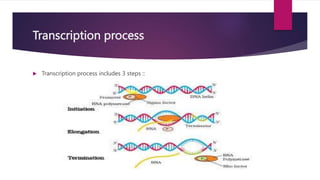 Transcription in Prokaryotes | PPTX