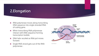 Transcription in Prokaryotes | PPTX