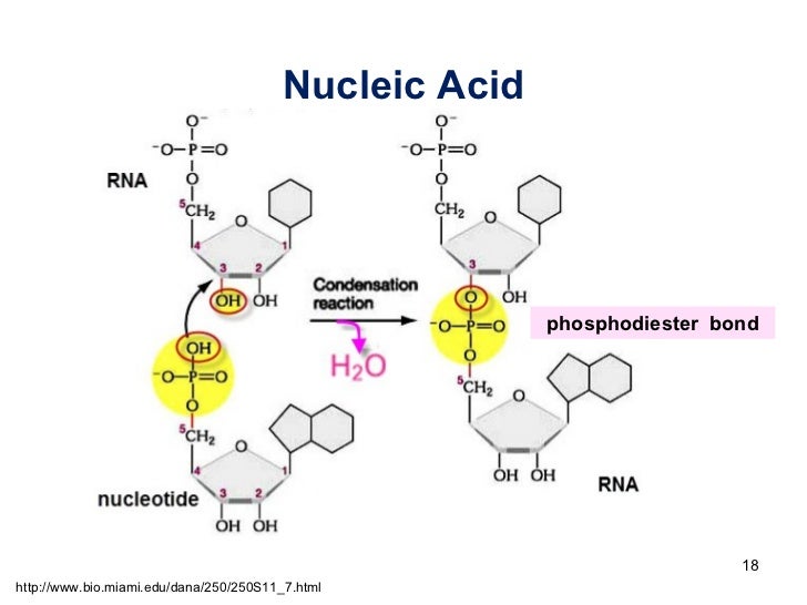 Molecular Biology 1-4
