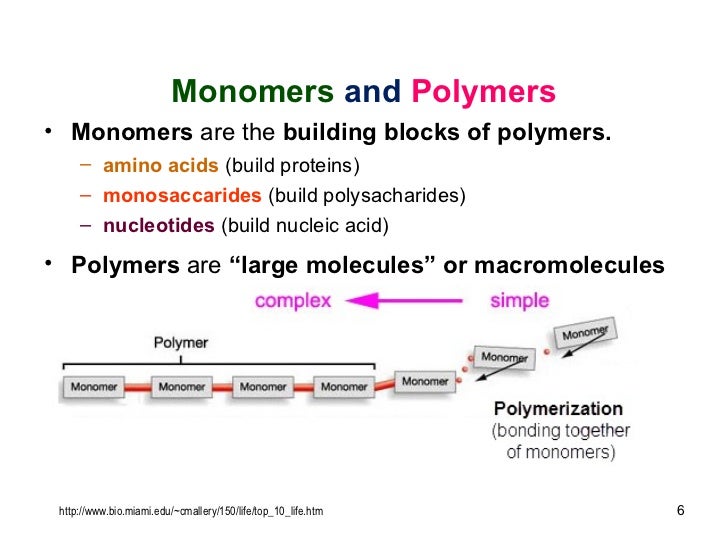 Name Of Monomers And Polymers Of Proteins
