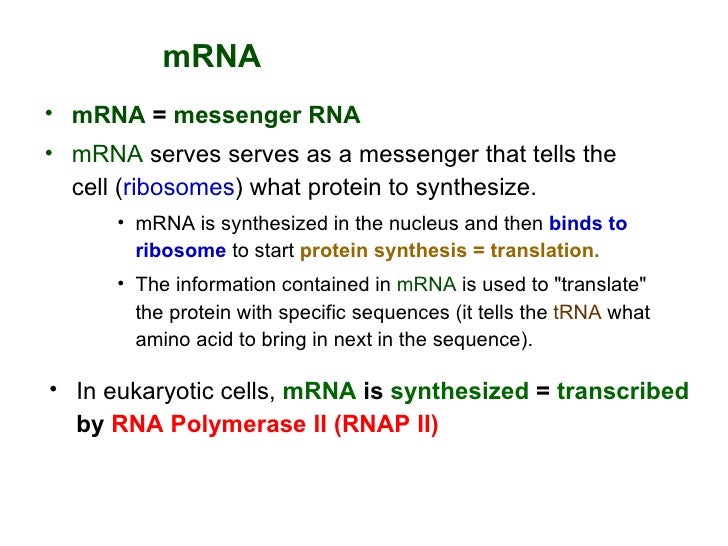Messenger Rna Biology