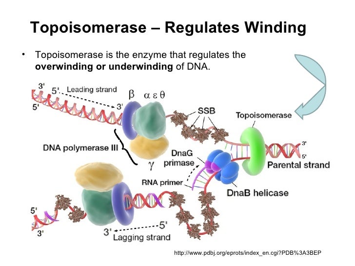 Molecular Biology 1-7