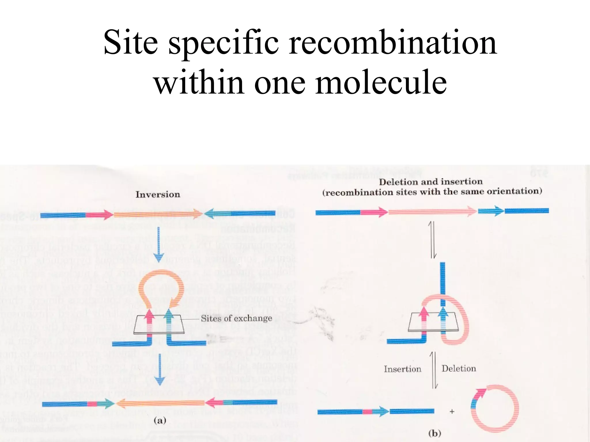 Molbiol 2011-09-reparation-recombination | PPT | Chemistry | Science