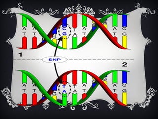molecular biology pharmacogenomics and SNPs | PPT