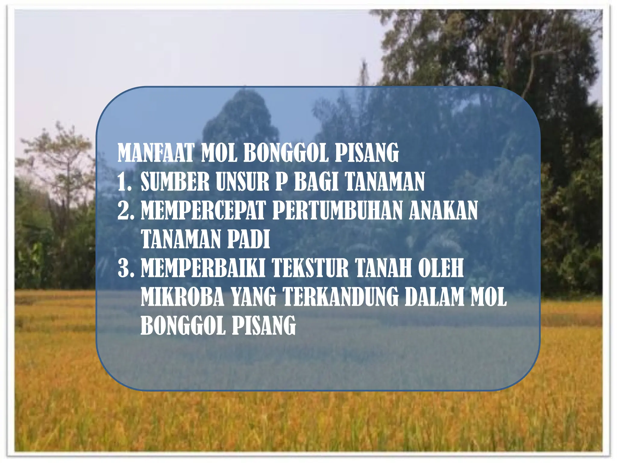 MIKROORGANISME LOKAL (MOL) BONGGOL PISANG | PPT