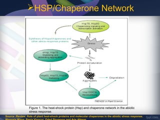 Molecular chaperones in plant stress management | PPT