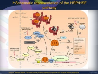 Molecular chaperones in plant stress management | PPT