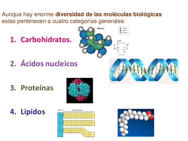 Moléculas biológicas 2