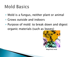 Mold | PPT