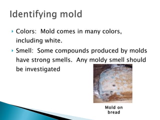 Mold | PPT