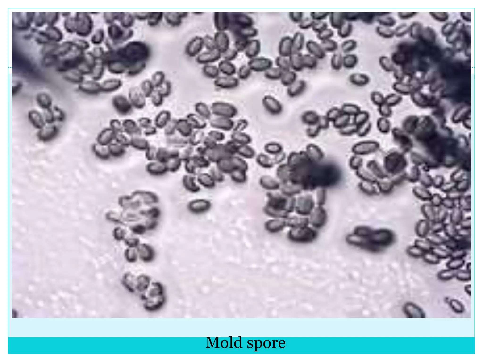 Mold | PPTX