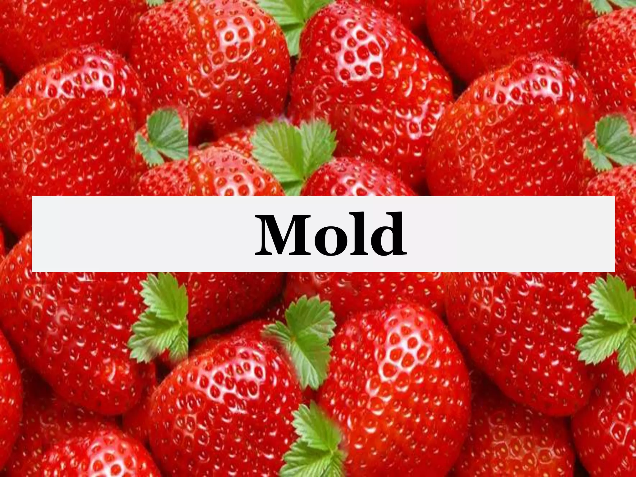 Mold | PPTX