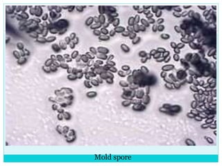 Mold | PPTX