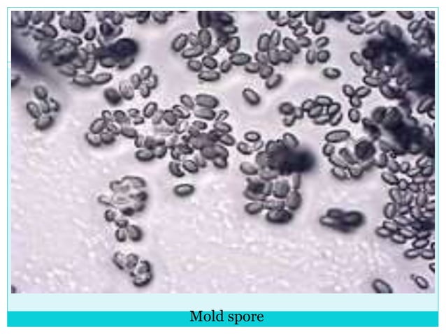 Mold | PPTX | Gardening | Home & Garden