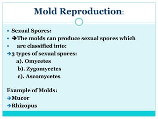 Mold | PPTX