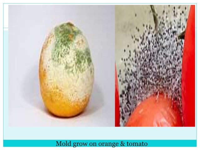 Mold | PPTX | Gardening | Home & Garden